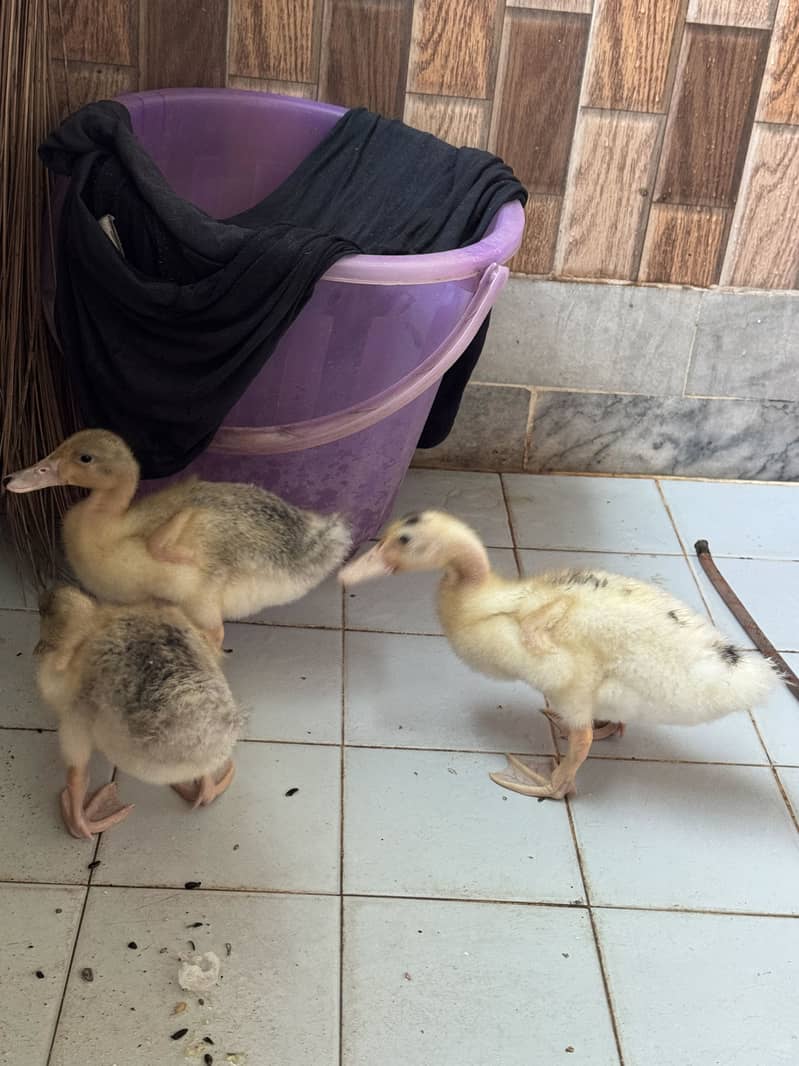 Ducks chicks - Ducks - 1107109806