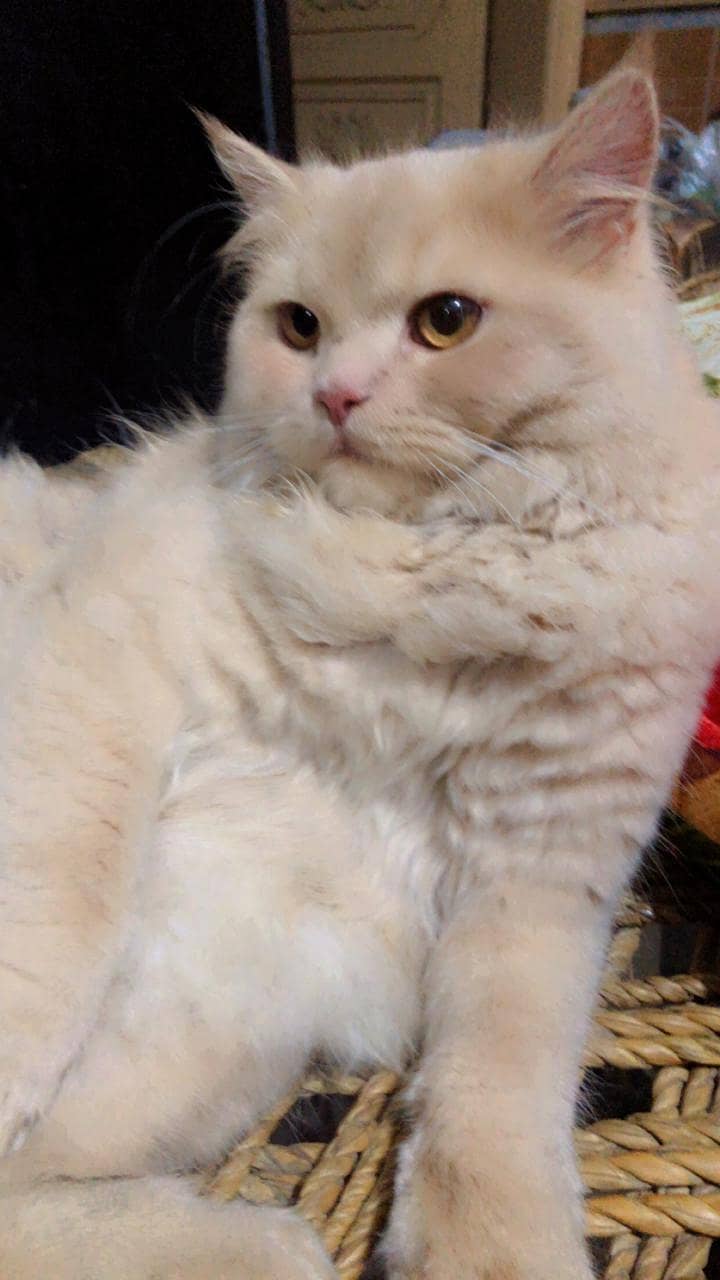 PERSIAN CAT triple code - Cats - 1107132925