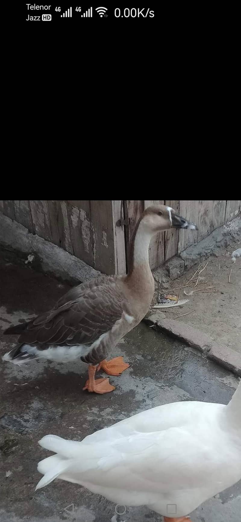 Fancy long neck dusck - Ducks - 1107140350