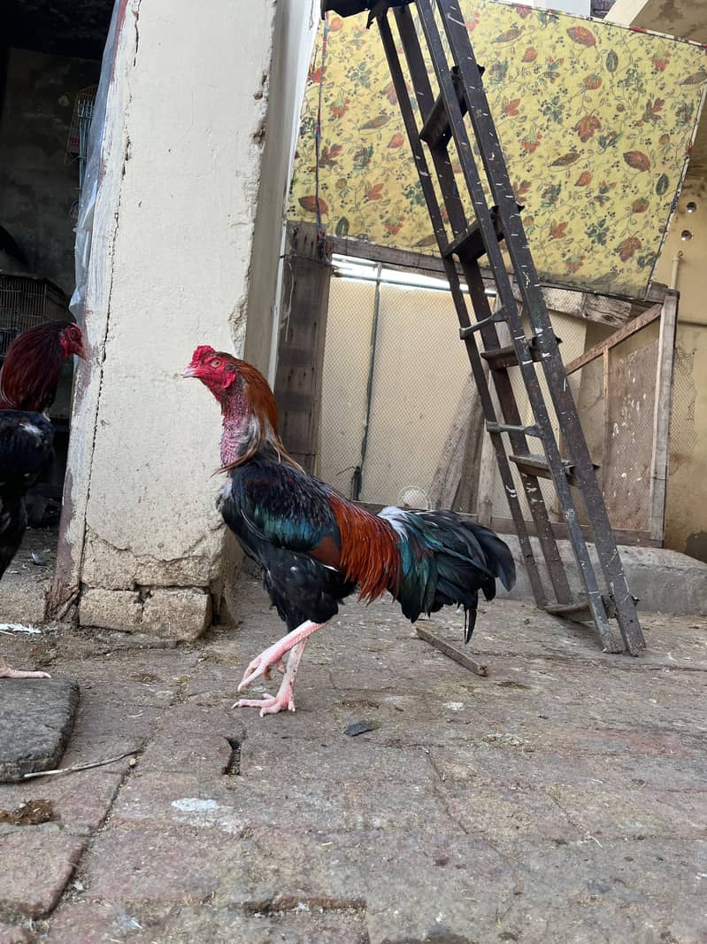 pure aseel top quality murga for sale - Hens - 1107160322