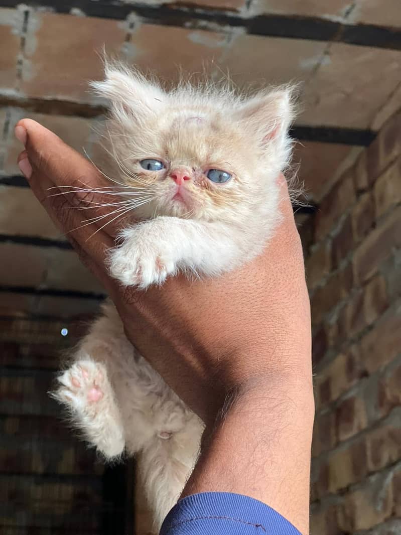 Persian kittens| Triple Coated |Punch Face kittens fluffy| piki face ...