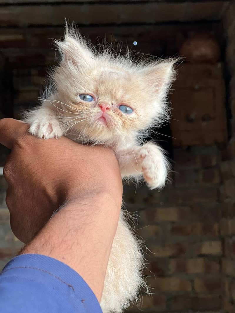 Persian kittens| Triple Coated |Punch Face kittens fluffy| piki face ...