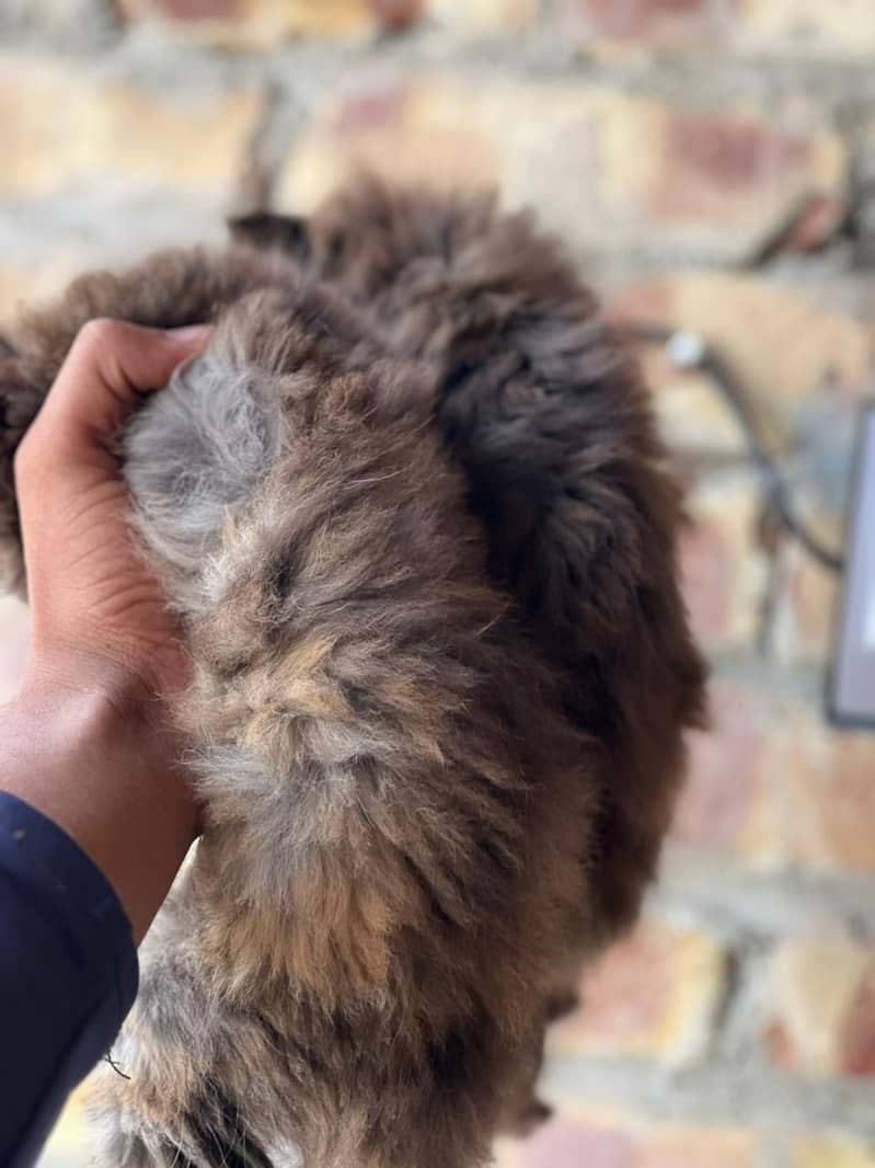 Persian kittens| Triple Coated |Punch Face kittens fluffy| piki face ...