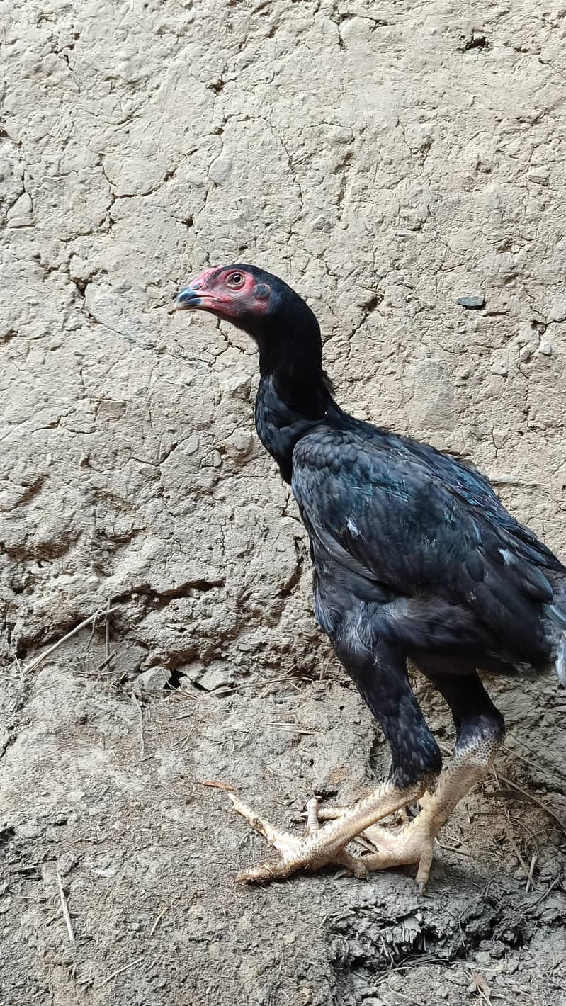 Blue Shamo Patha | Black Shamo Patha | Shamo Patha for sale - Hens ...