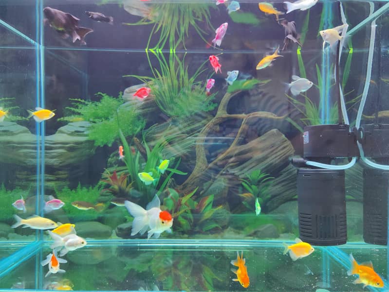 29 Exotic Fishes and Fish Tank with all Accessories - Fish - 1107166494