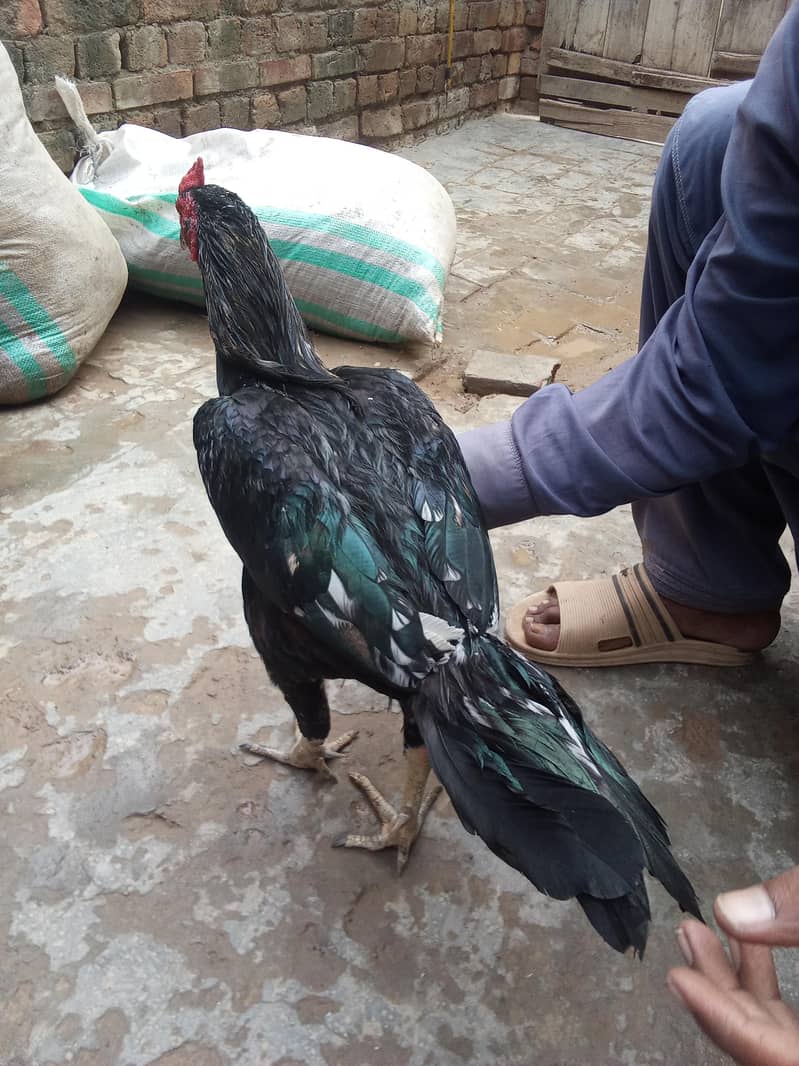 mianwali +Sindhi cross aseel murgha for sael - Hens - 1107169548