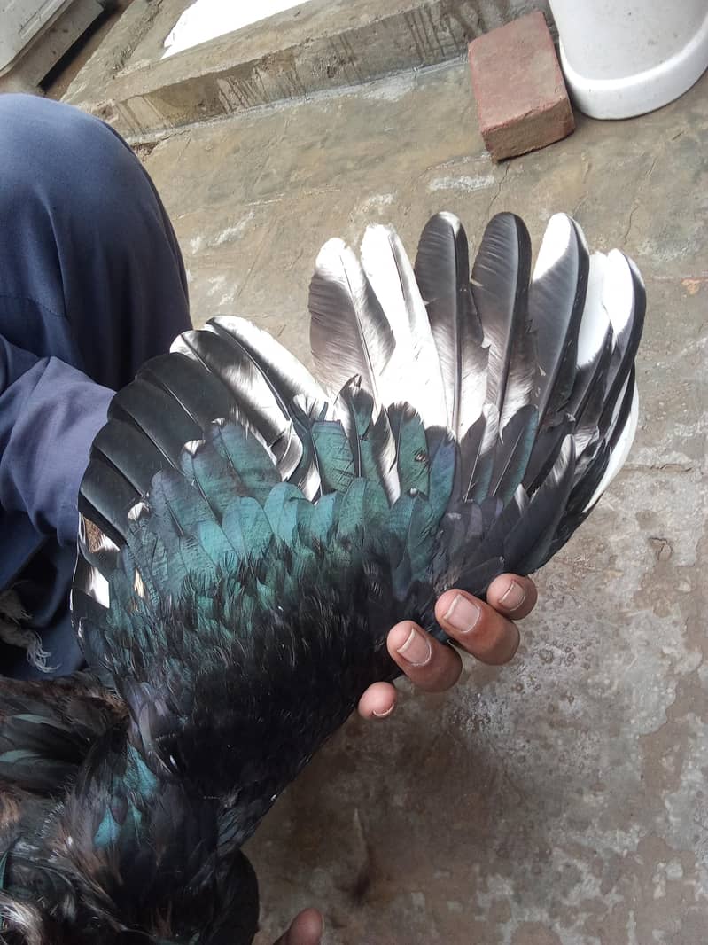 mianwali +Sindhi cross aseel murgha for sael - Hens - 1107169548