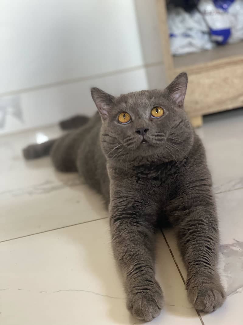 British Short Hair - Cats - 1107174303