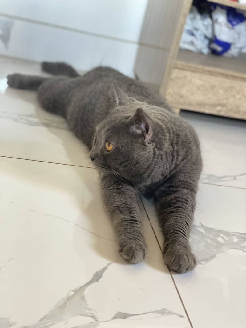 British Short Hair - Cats - 1107174303