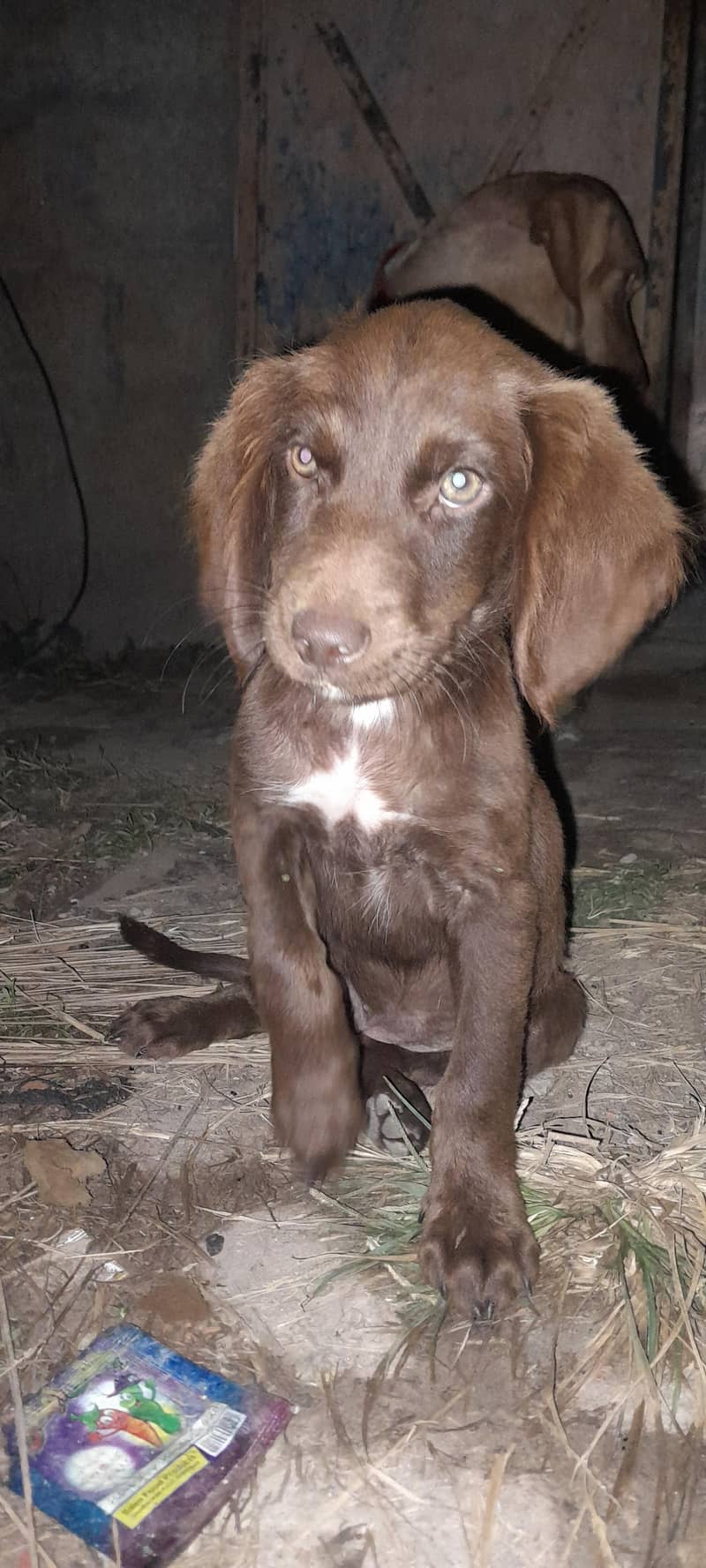 Pointer female - Dogs - 1107182237