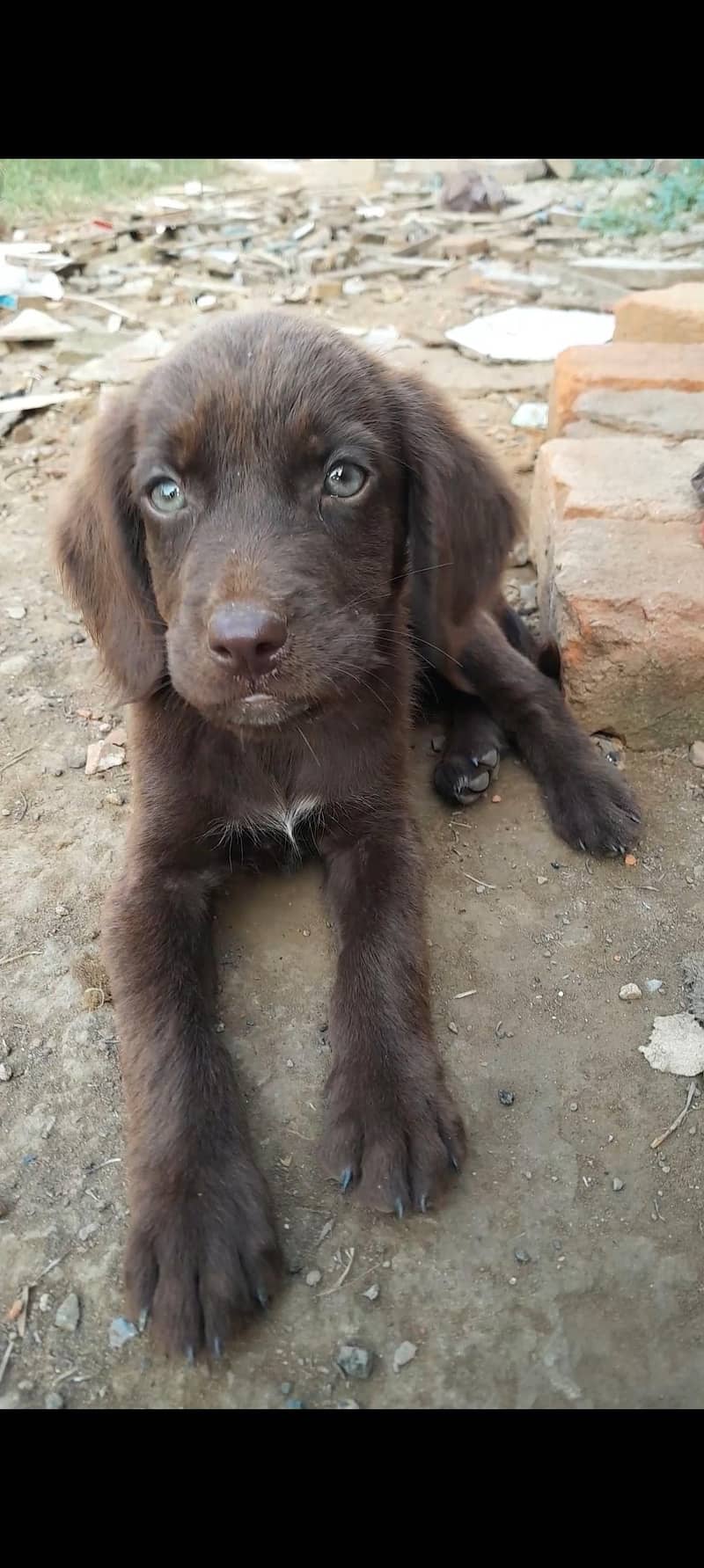 Pointer female - Dogs - 1107182237