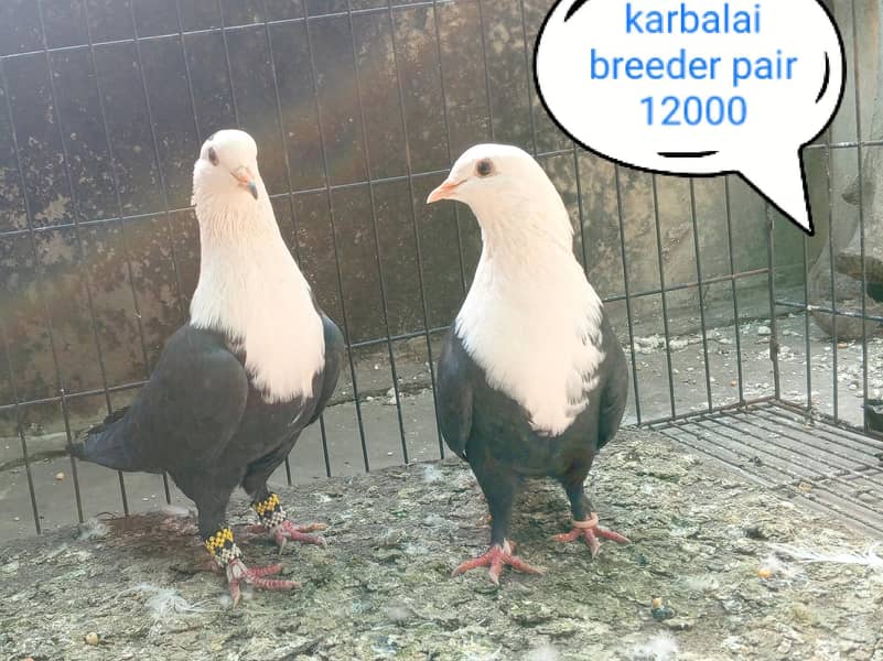 fancy pigeon | kabutar| Jacobin| frillback saddle | amarican fantail ...