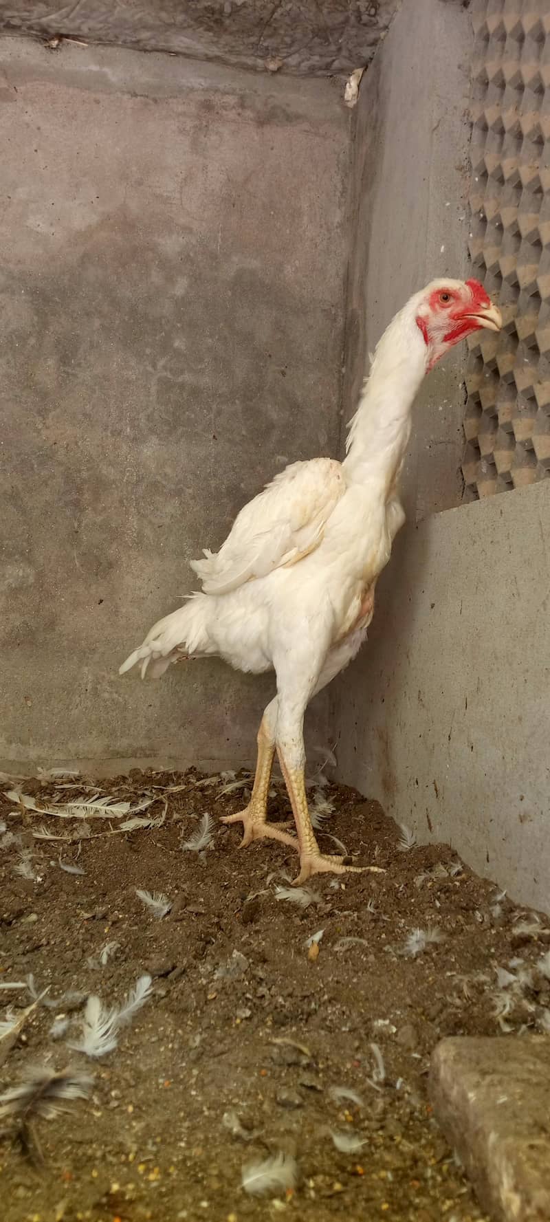 White Shamo male - Hens - 1107185277
