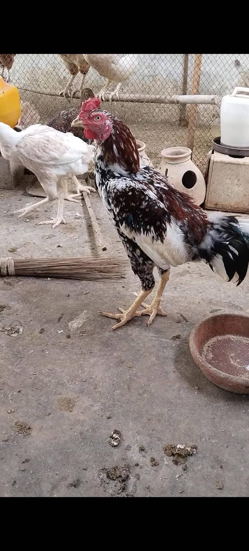 Sindhi aseel - Hens - 1107186704