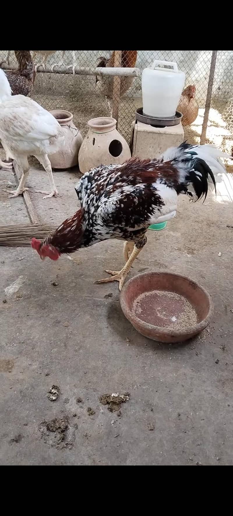 Sindhi aseel - Hens - 1107186704
