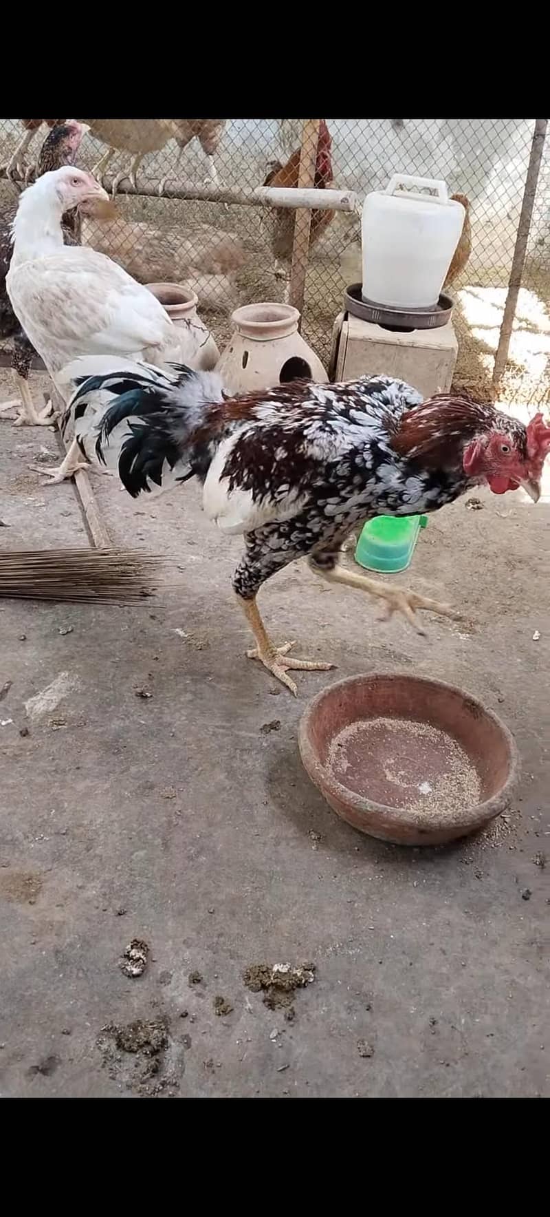 Sindhi aseel - Hens - 1107186704