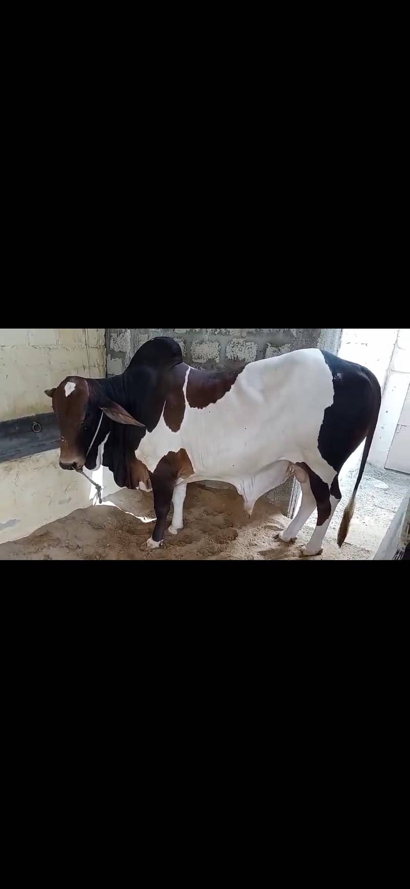 cow and goat - Cows - 1107187378