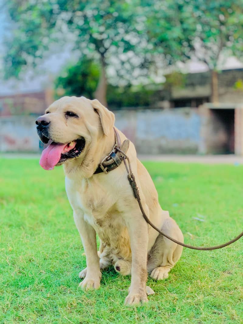 Labradog - Dogs - 1107188365