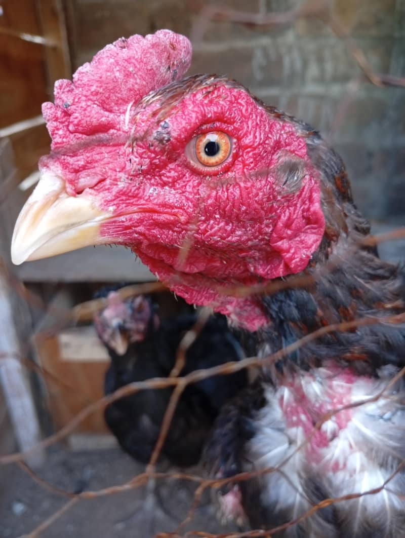 aseel hen desi hen murgha for sale - Hens - 1107191742
