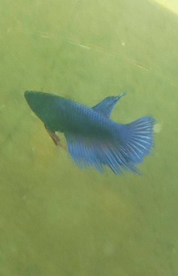 female fighter fish - Fish - 1107199540