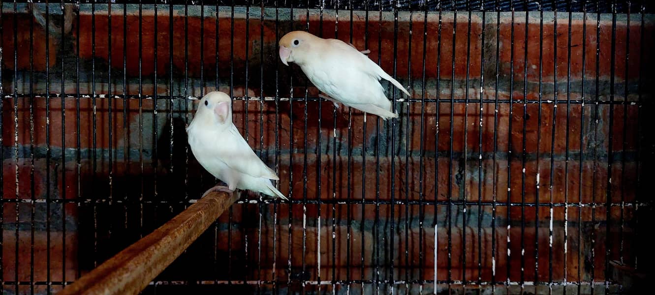 love birds Breeder Pairs Avaiable - Parrots - 1107200503