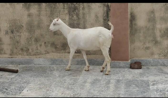 teddy bakri bakra goats available only what's app - Goats - 1106883037