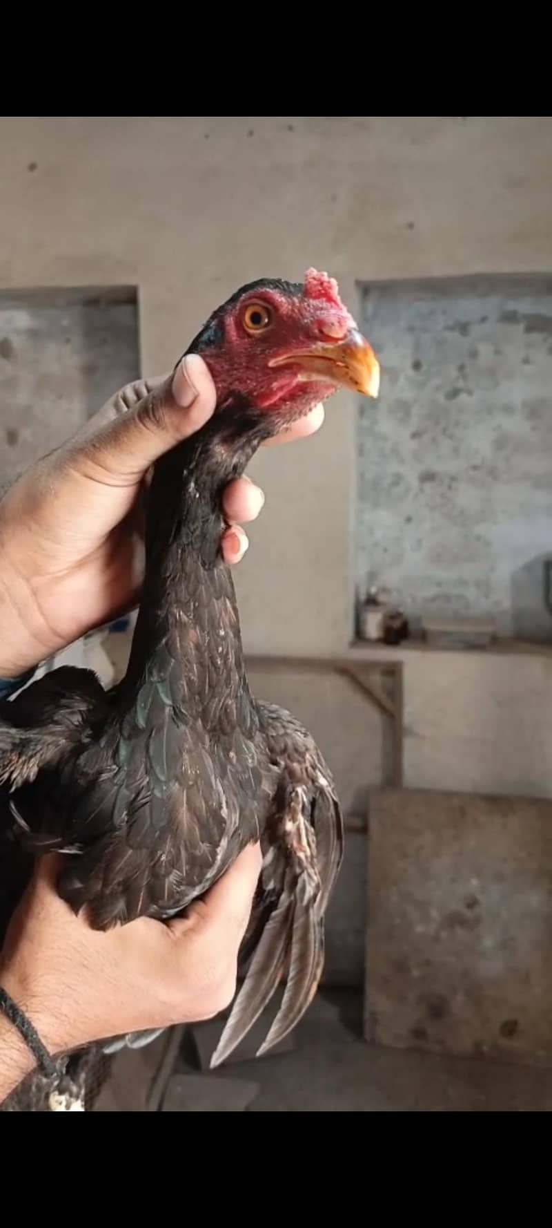 Pure white shamo 3 month ka pair or thai or panus patha bhi available ...