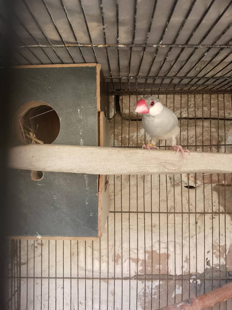 gray java male finch - Finches - 1107221150