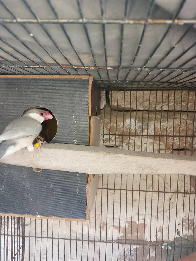 gray java male finch - Finches - 1107221150