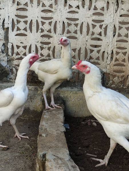 3 female heera breed hen - Hens - 1107221563