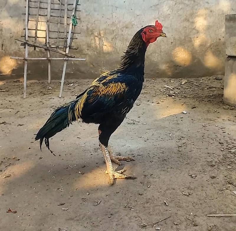 Pure Aseel Rooster – 2.8 KG | Healthy & Active - Hens - 1107222155