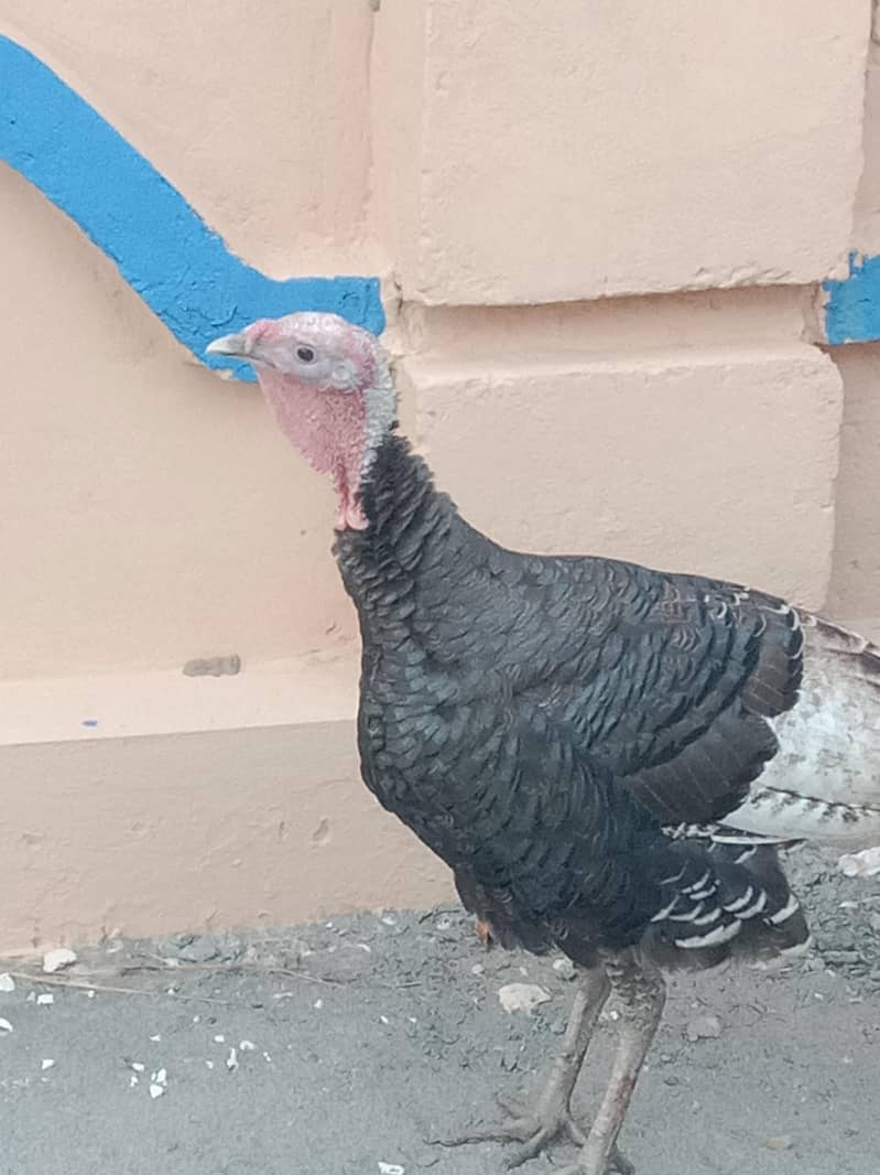 Turkey Bird - Other Birds - 1107229031