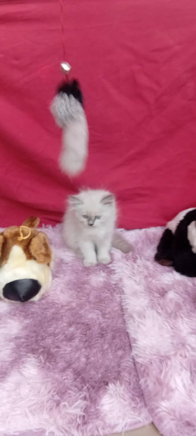fluffy kittens for sale 12k each 03284458476 wattsapp only - Cats ...