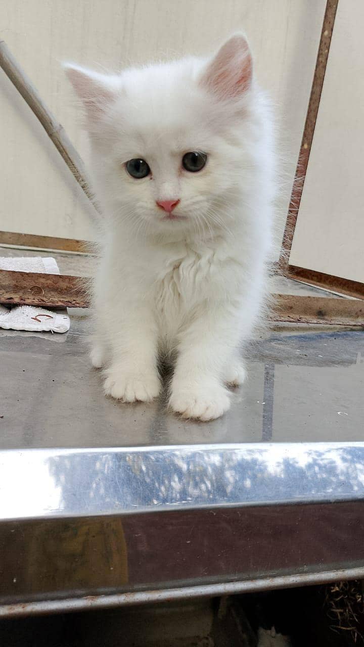 fluffy kittens for sale 12k each 03284458476 wattsapp only - Cats ...