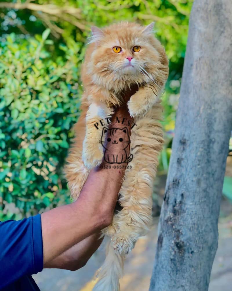 punch face triple cote kitten cat male and female British parshion ...