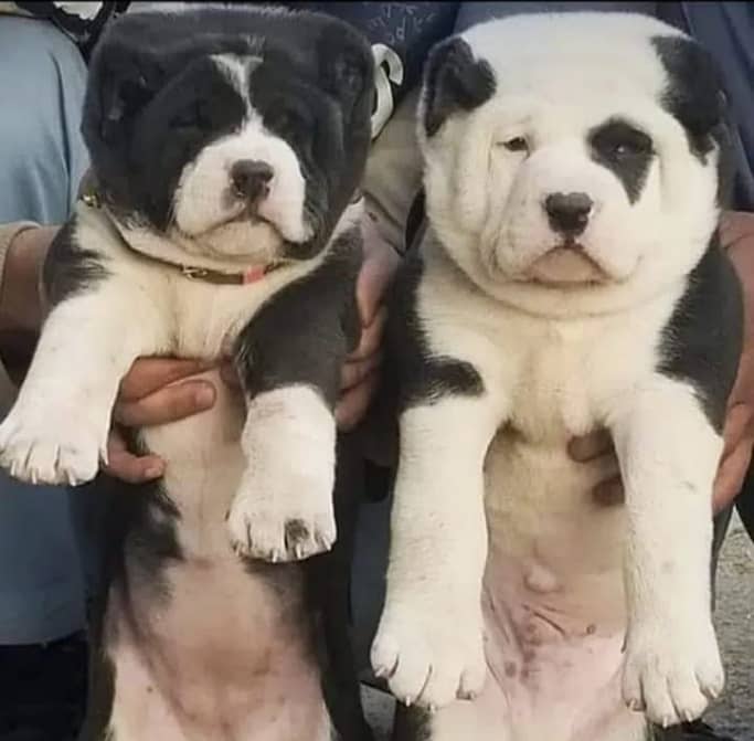 Alabai Dog |King Alabai |Alabai puppy|Alabai puppies 2 Month old - Dogs ...