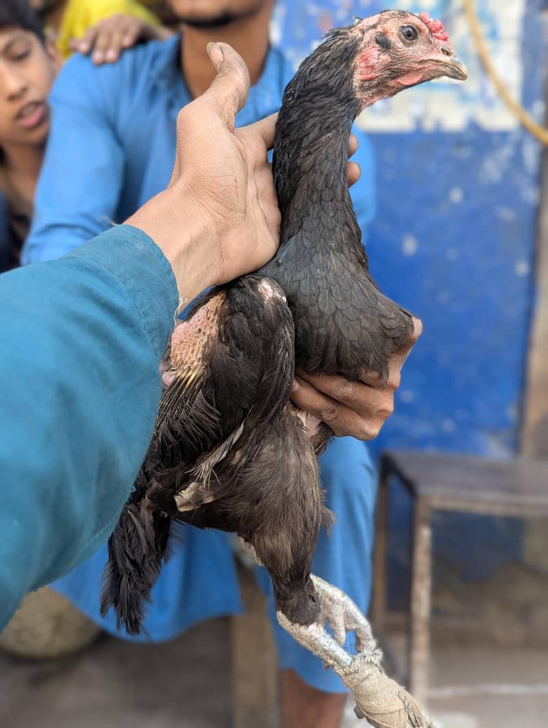 aseel thai Vietnam - Hens - 1107250785