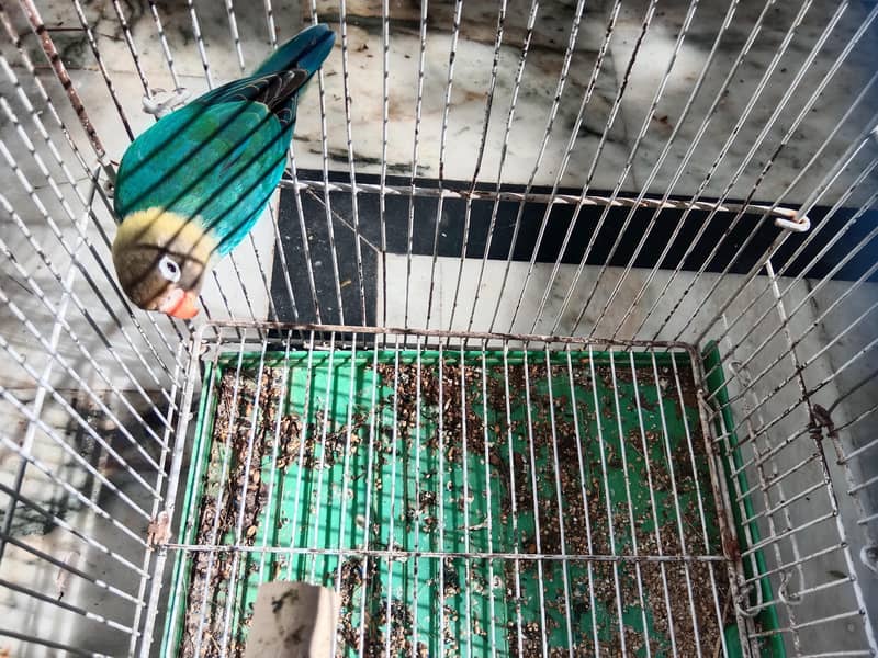 love birds - Parrots - 1107257385