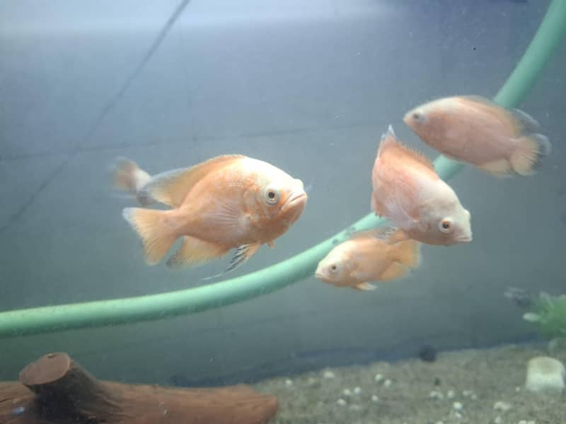 Red Chilli/ Fire red Oscar 6 inch+ - Fish - 1107261830
