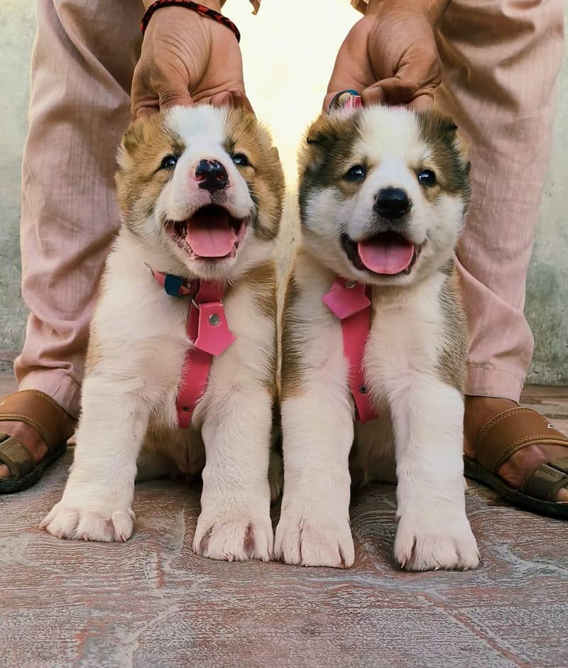 king Alabai dabal Hadi havey bone stacture security dogs for sale ...