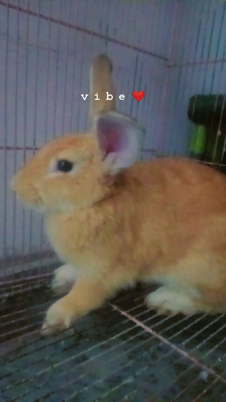 Pure English Angora Rabbit for Sale – Super Fluffy & Healthy - Rabbits ...