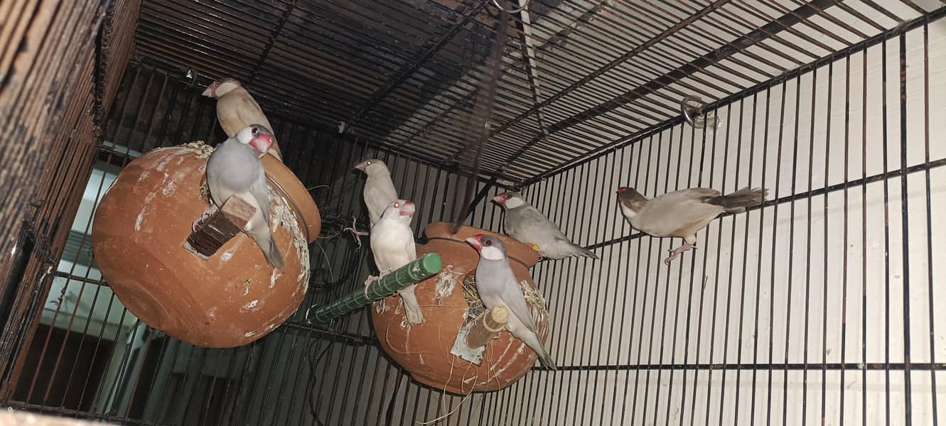 fawan jawa silver java white red eyes - Finches - 1107267283