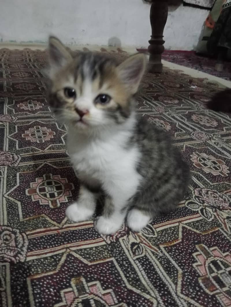 Fancy Persian Female Kitten - Cats - 1107267351