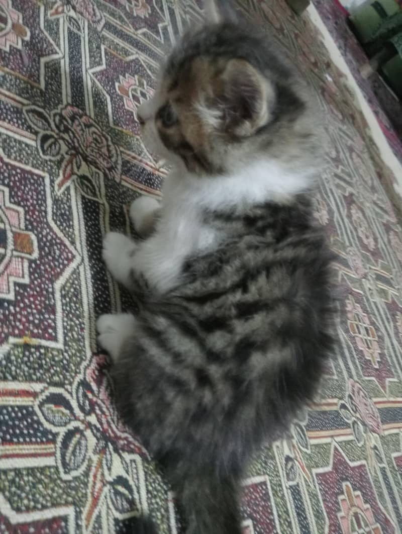 Fancy Persian Female Kitten - Cats - 1107267351