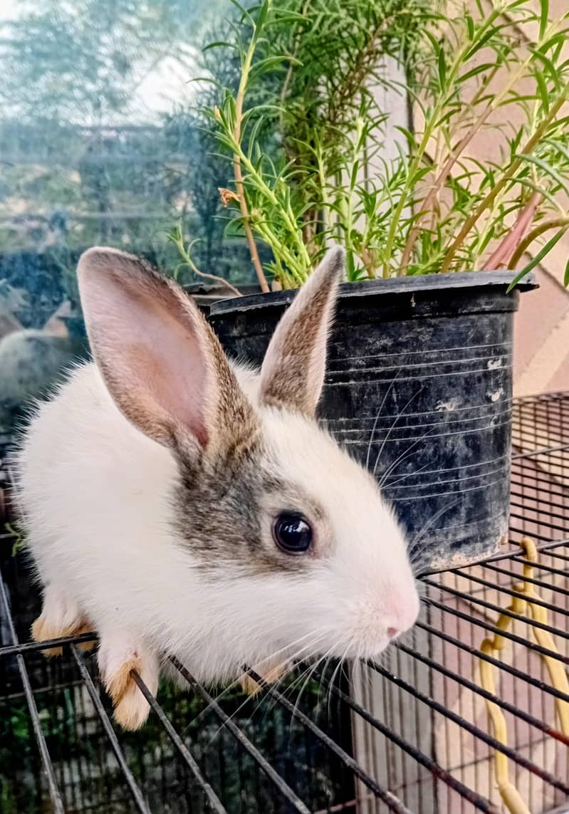 Rabbits for Sale - Rabbits - 1107267925