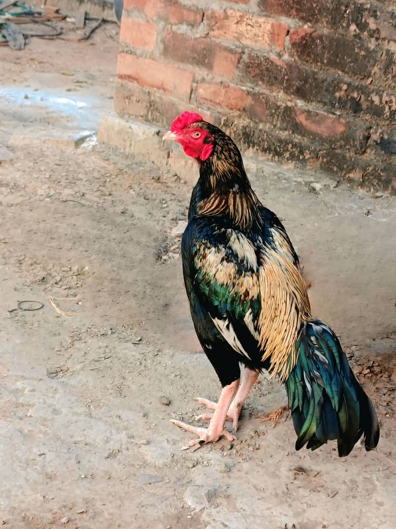 Pure Aseel Murga for Sale | Healthy, Strong & Beautiful | Gujranwala ...