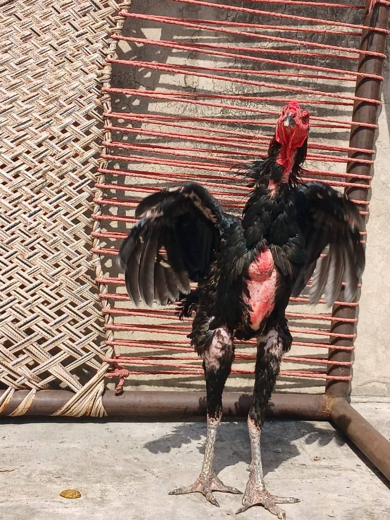 dragon pkoy or vaith burma - Hens - 1107274192