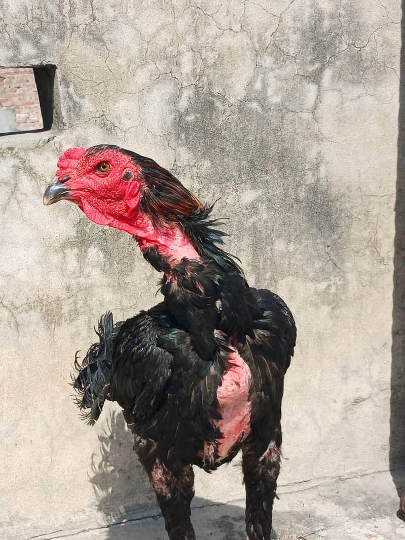 dragon pkoy or vaith burma - Hens - 1107274192
