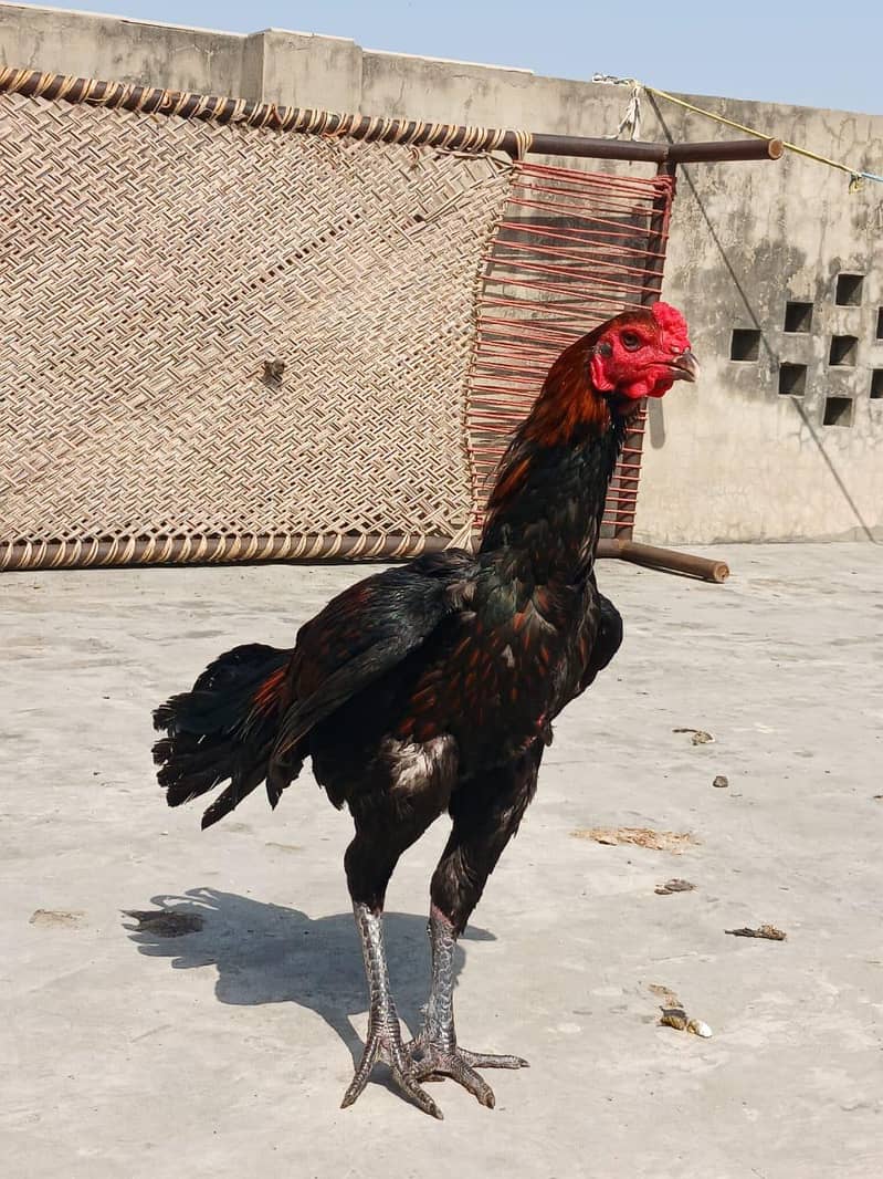 dragon pkoy or vaith burma - Hens - 1107274192