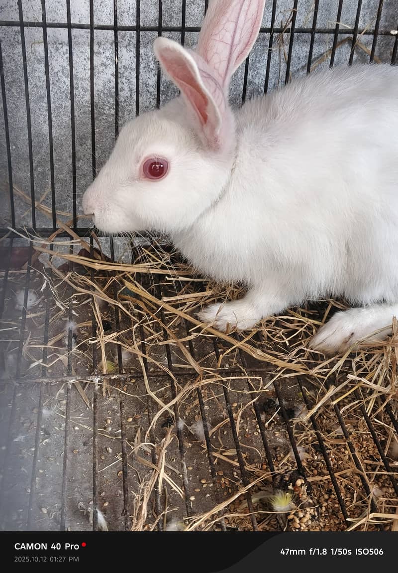 New Zealand white male - Rabbits - 1107288465